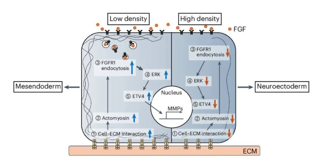Jiwon Jang团队发现ETV4作为机械转换器感知细胞拥挤并调控胚胎干细胞谱系命运 - 成都云测医学生物技术有限公司