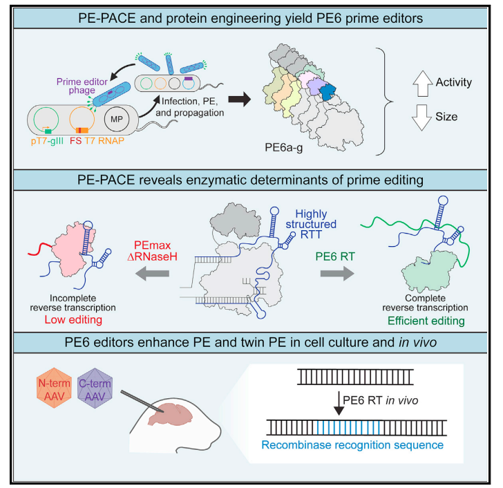 Cell | Prime Editing又翻新，刘如谦团队进化出更高效的基因编辑器 - 成都云测医学生物技术有限公司