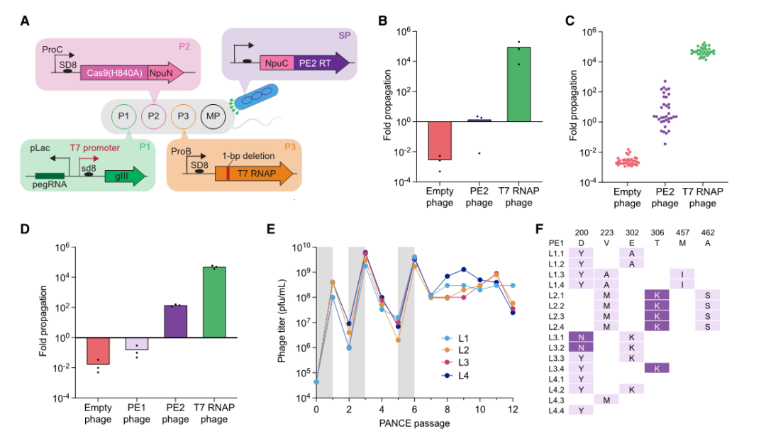 Cell | Prime Editing又翻新，刘如谦团队进化出更高效的基因编辑器 - 成都云测医学生物技术有限公司
