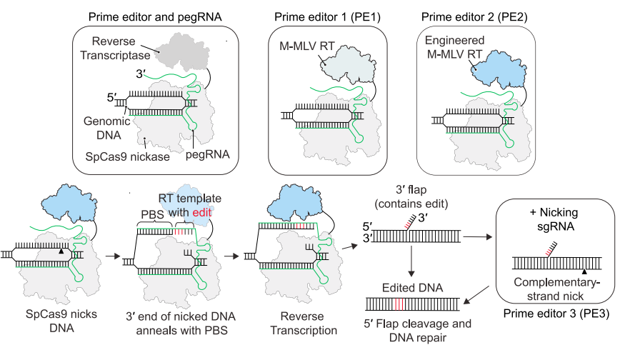 Cell | Prime Editing又翻新，刘如谦团队进化出更高效的基因编辑器 - 成都云测医学生物技术有限公司